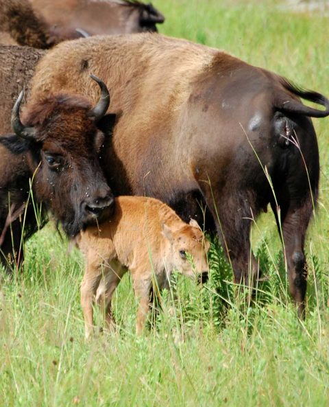 Minnesota Bison Conservation Herd Helps Preserve Natural Legacy - Hmong ...